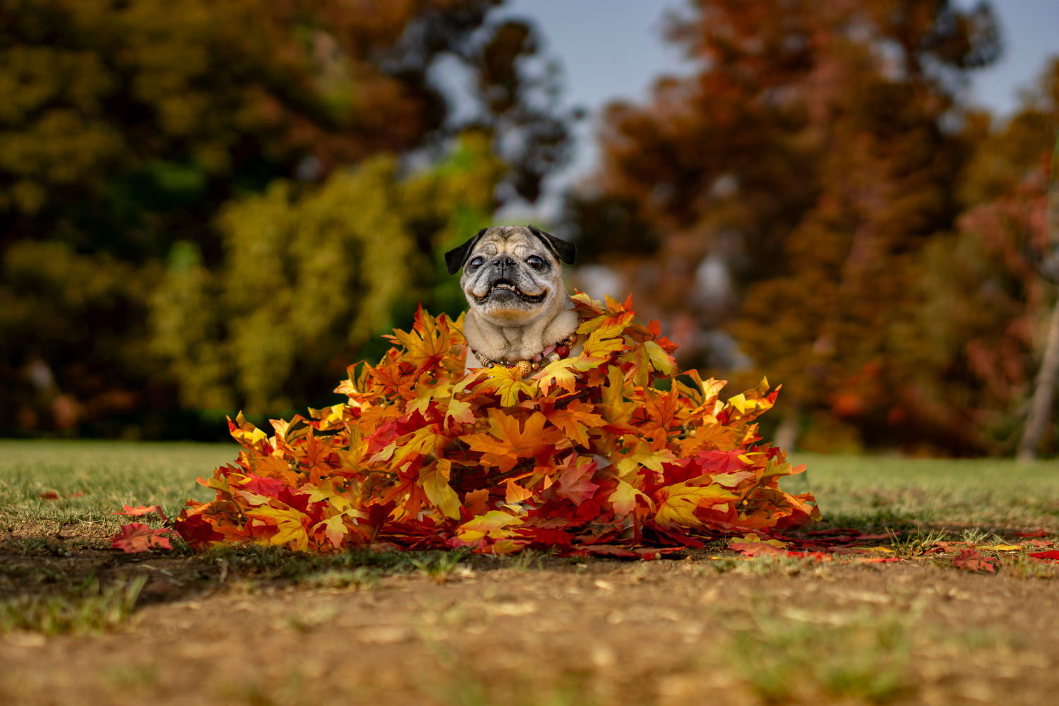 How To Organize A GREAT Fall Photoshoot With Your Dog – Should We Go?